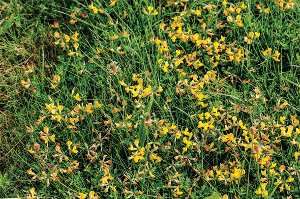 Birdsfoot trefoil: The forgotten legume - Progressive Dairy Canada | Ag ...