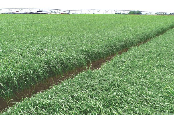 New forage varieties bring value - Progressive Forage | Ag Proud