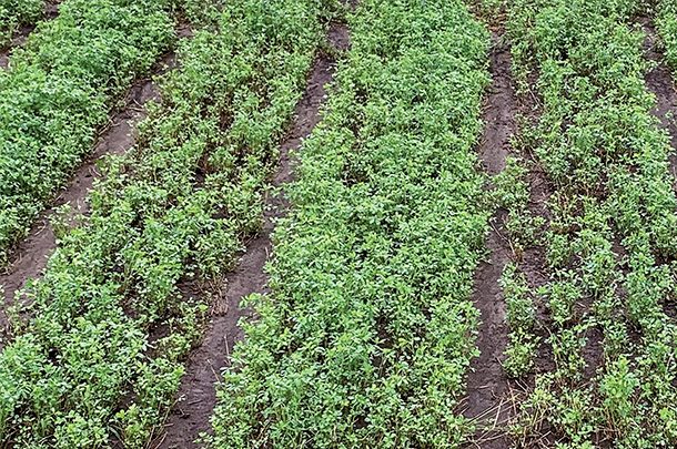 Manage alfalfa diseases with advanced genetics - Progressive Forage ...