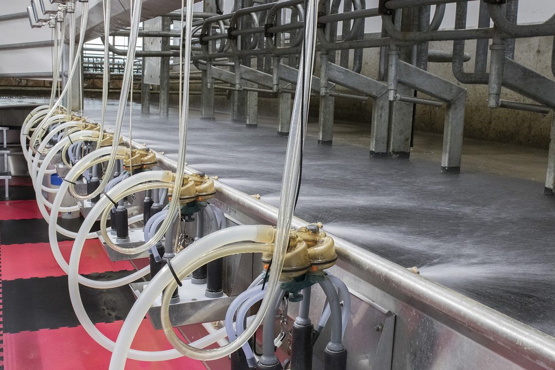 How to ensure the highest milk quality and standards | Ag Proud