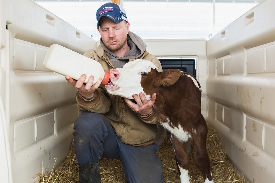 Calf-Tel | Ag Proud